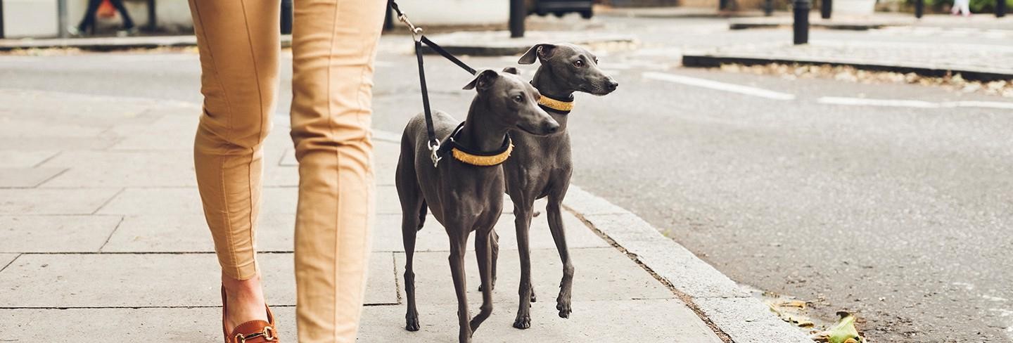 Top 10 Paseadores de Perros 🐶 en Chile | 2x3