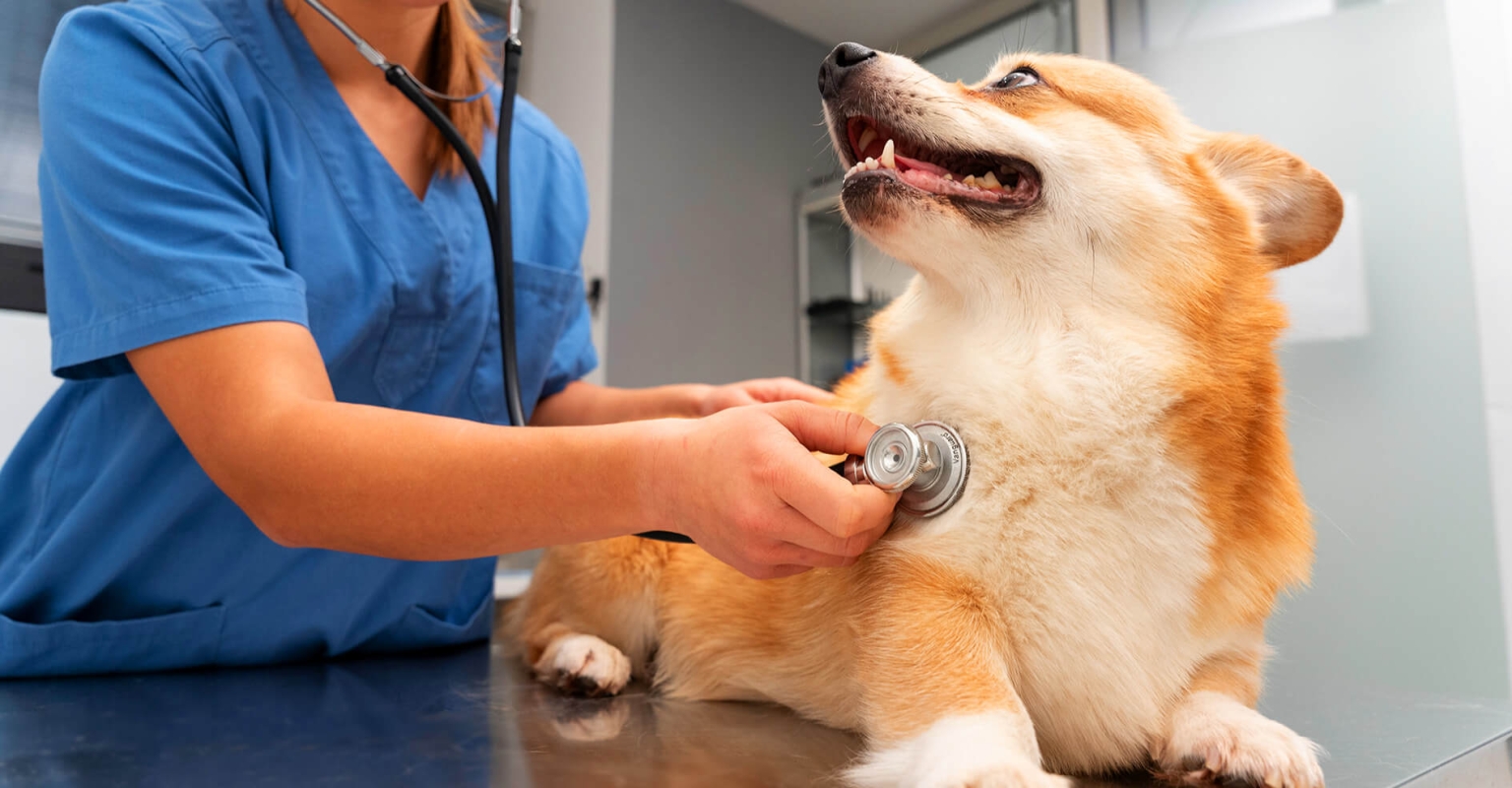 Veterinarios 🐾 en Recoleta | 2x3