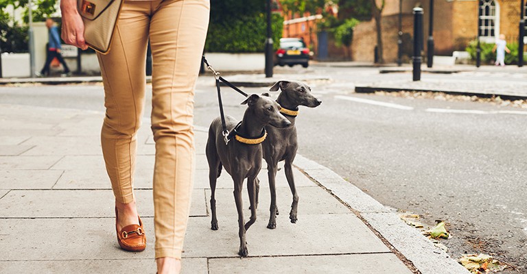 Top 10 Paseadores de Perros 🐶 en Chile | 2x3