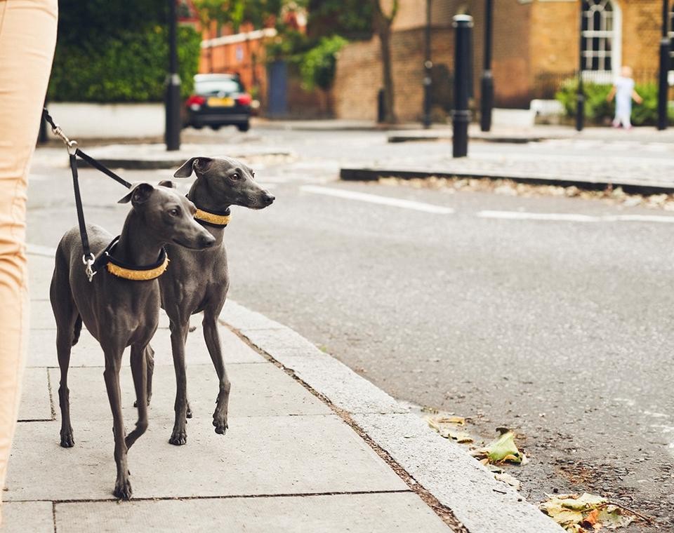 Top 10 Paseadores de Perros 🐶 en Chile | 2x3