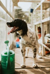 Implantación de microchip y certificados | 2x3